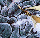 CM Magazine: Stonehook Schooner